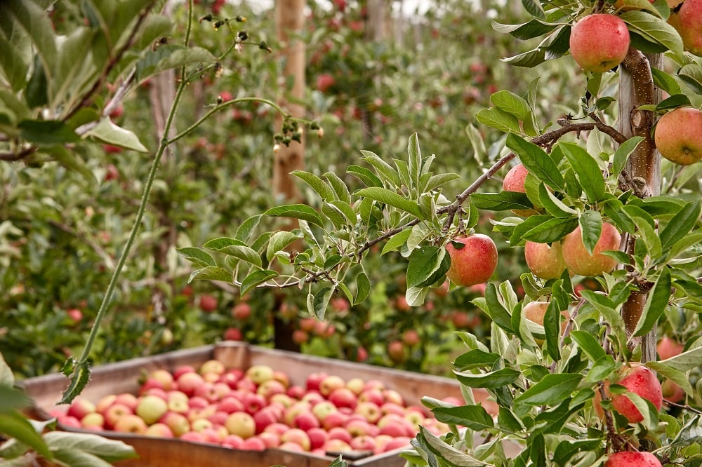 Strategy - REWE Group