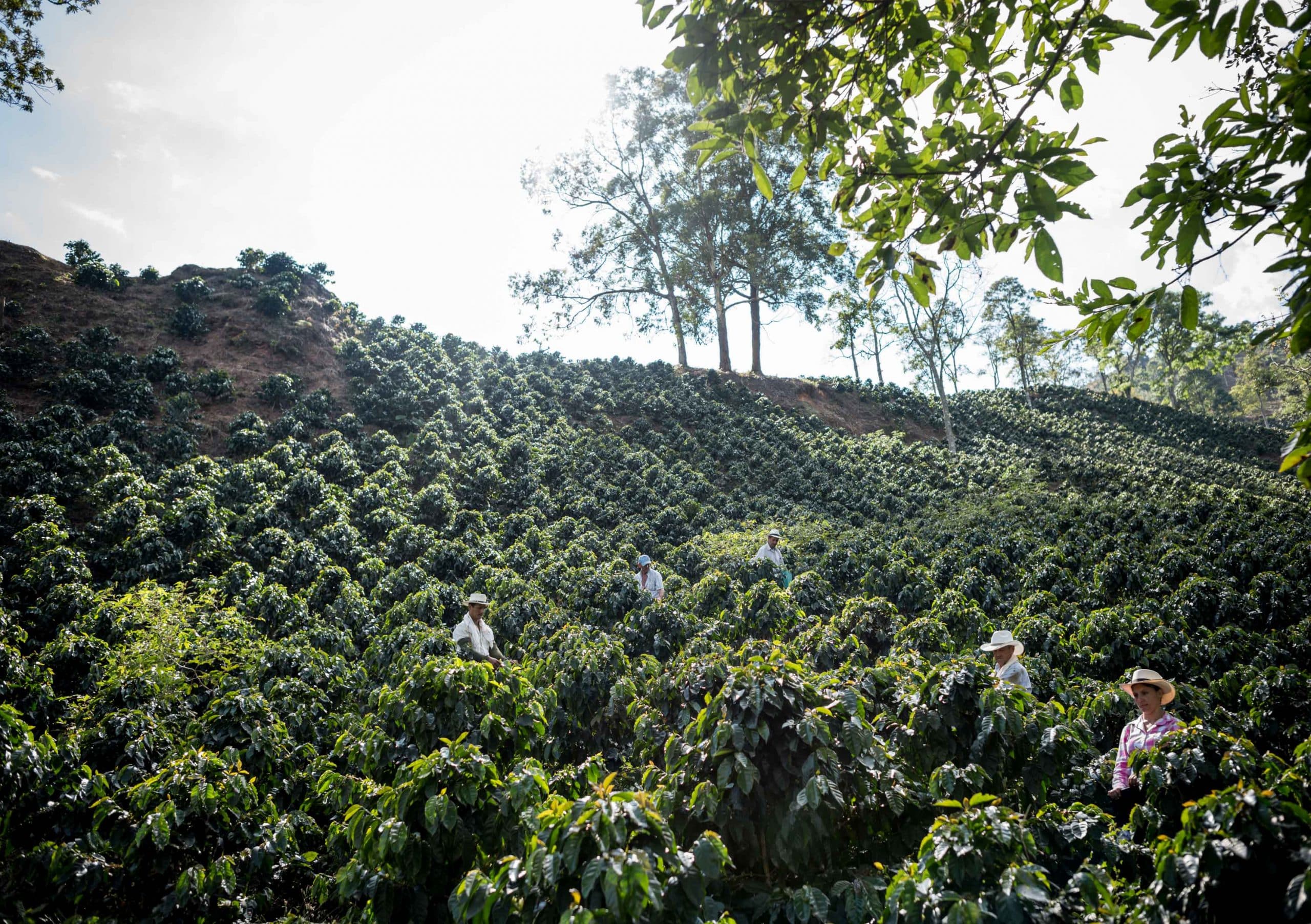 Guidelines - REWE Group