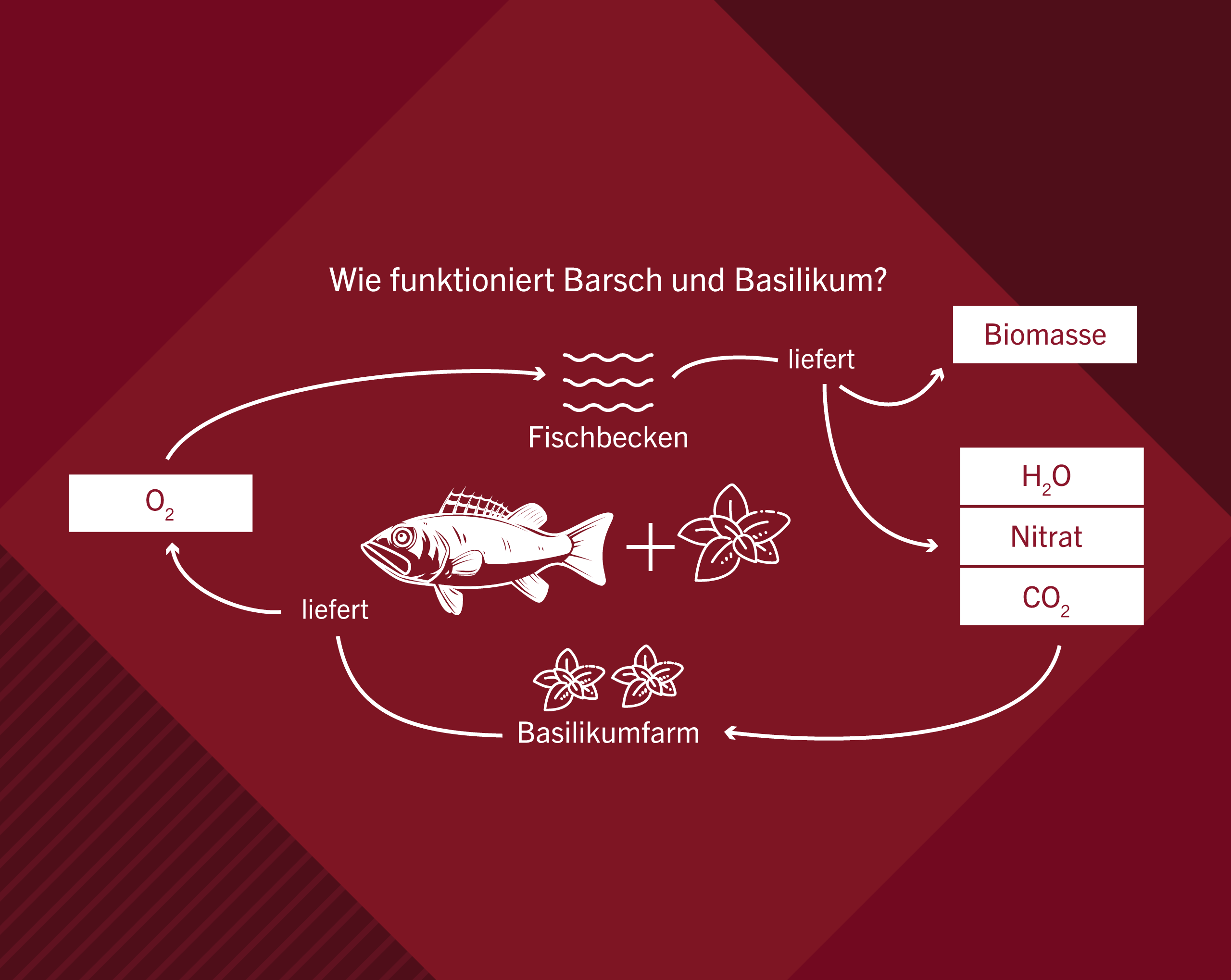 Aquakultur: Mit Barsch und Basilikum die Dachfarm versorgen - REWE Group
