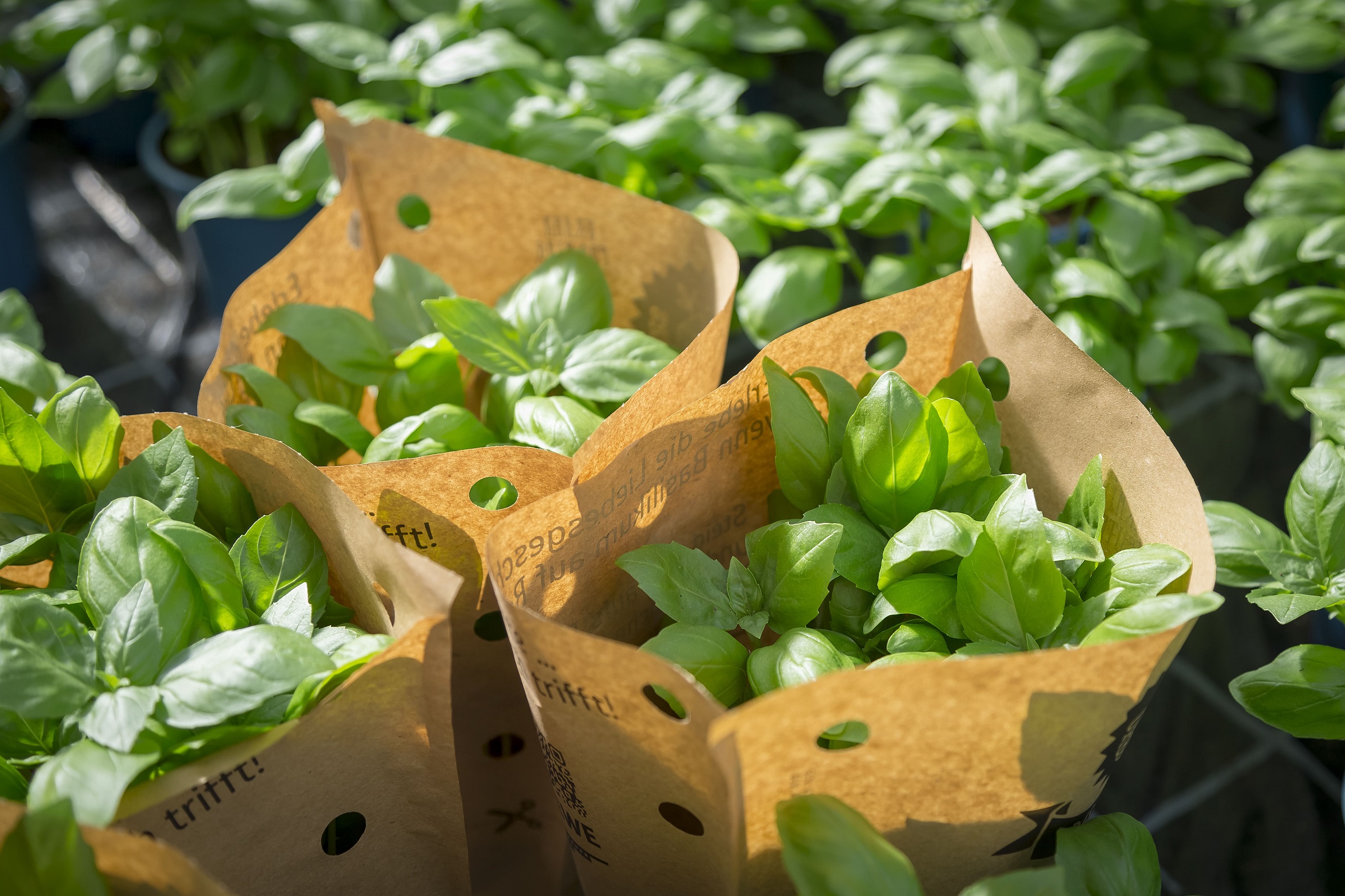 Aquakultur: Mit Barsch und Basilikum die Dachfarm versorgen - REWE Group