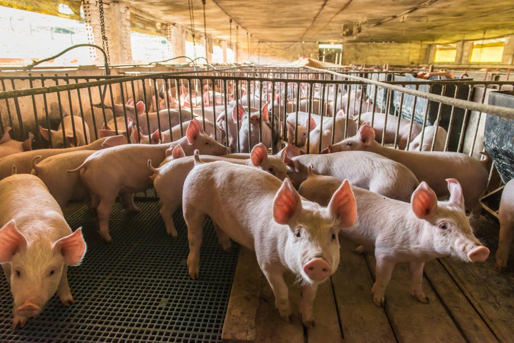 For high standards of animal welfare - REWE Group