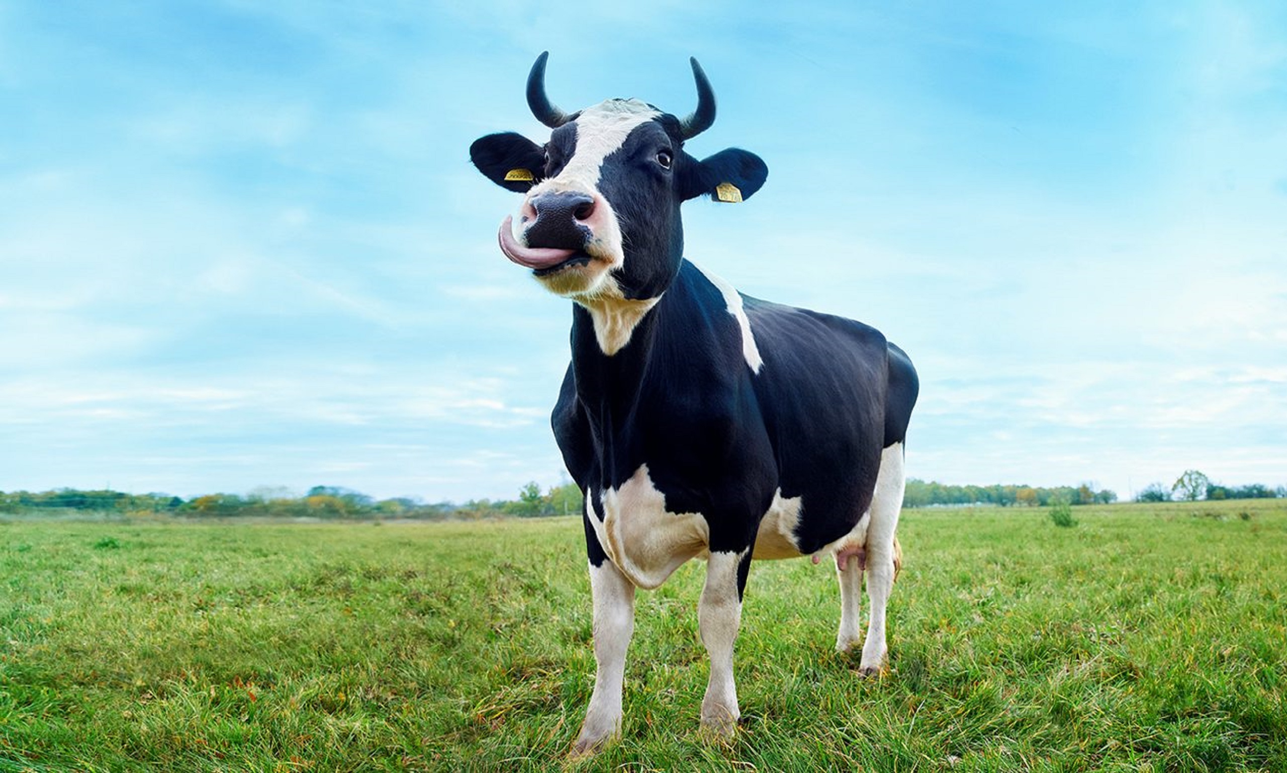 Structure and sales lines - REWE Group